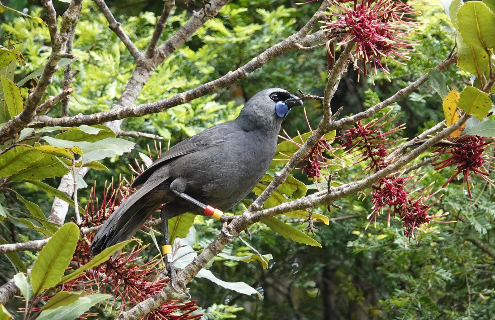 Kokako encounter at Tunawaea – South Paw